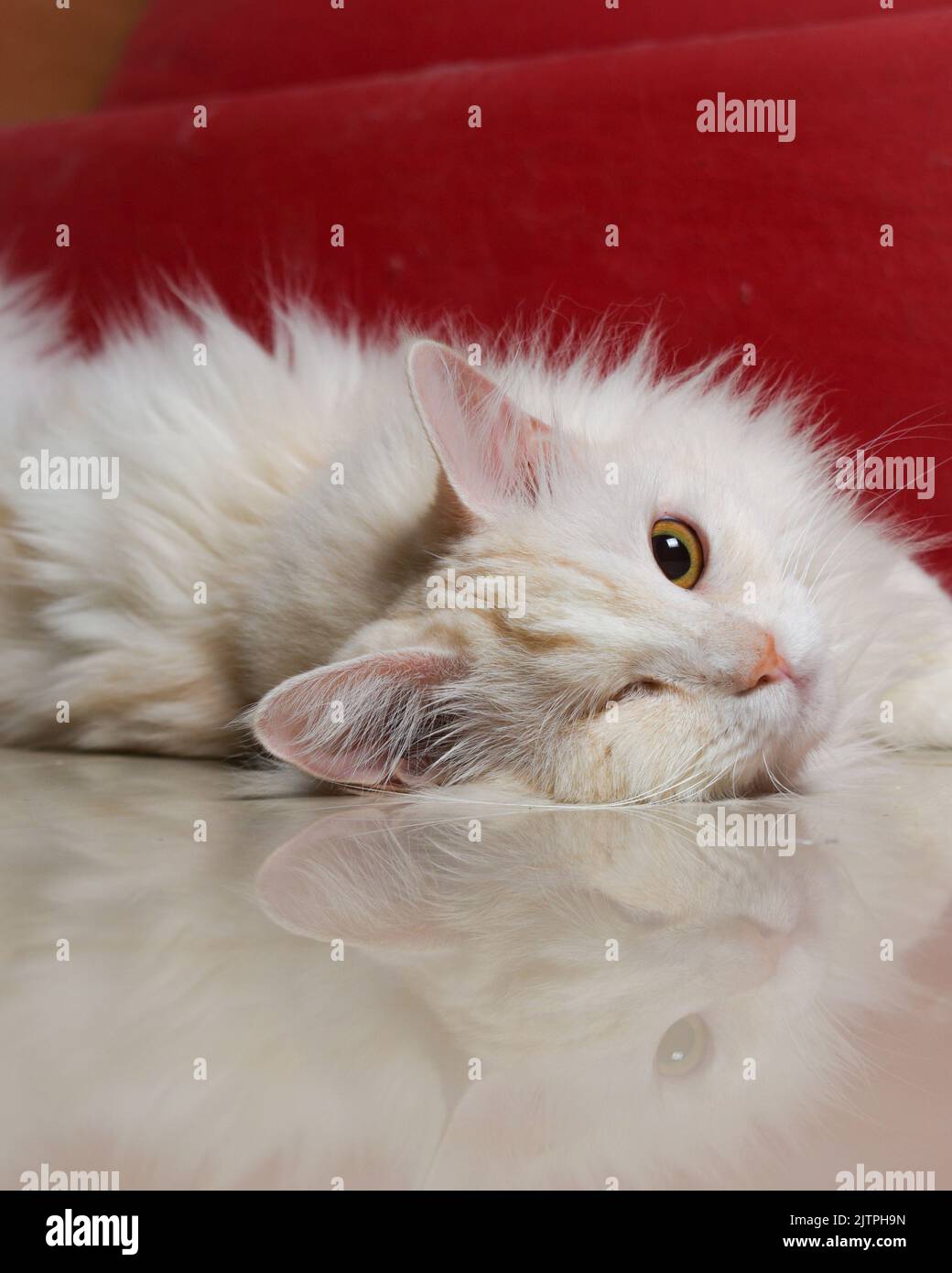 In this photo you see Lassie the Cat Stock Photo - Alamy