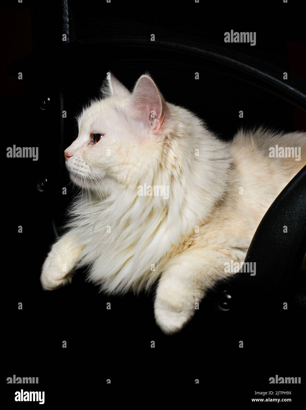In this photo you see Lassie the Cat Stock Photo - Alamy