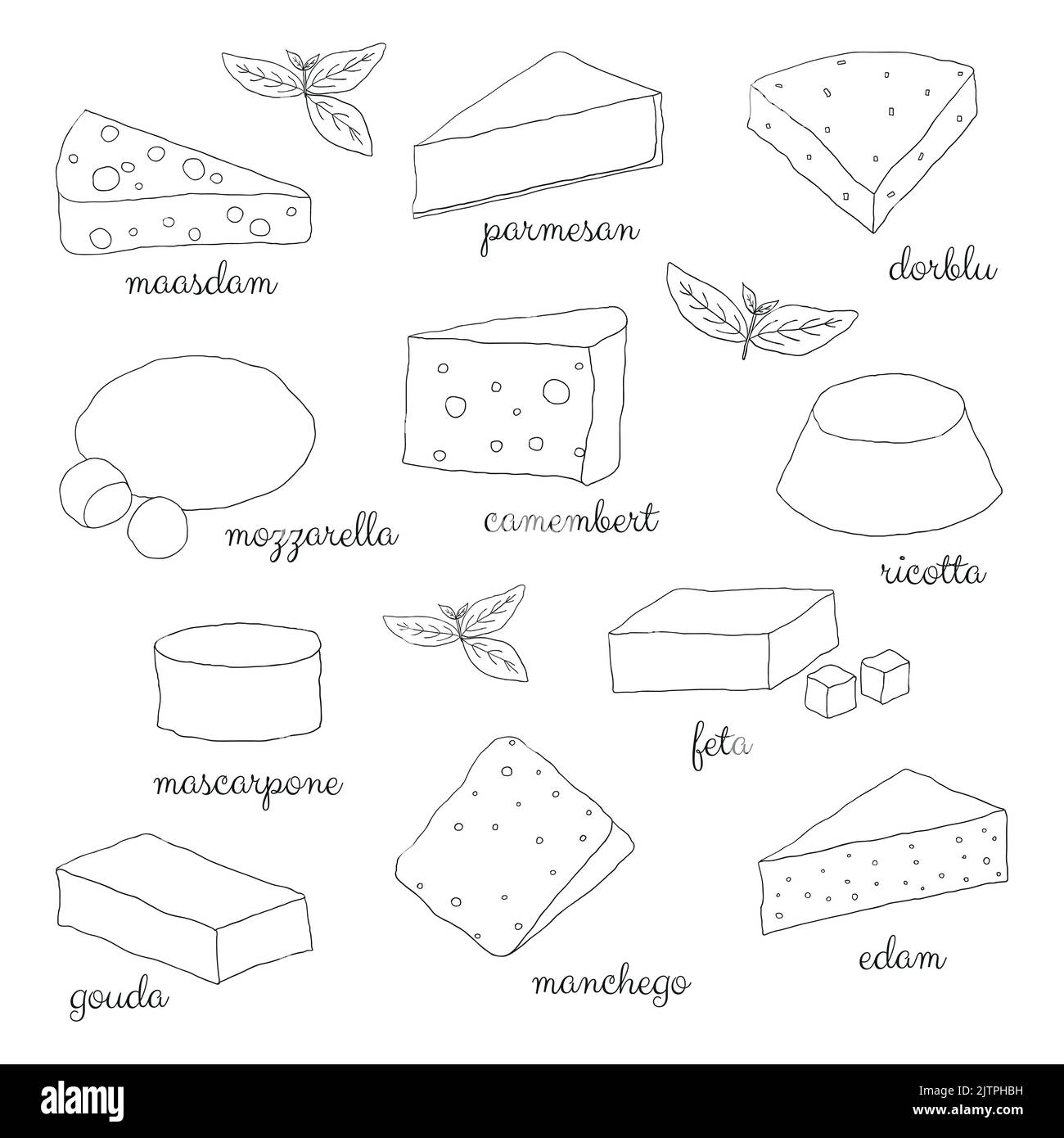 Hand drawn outlined cheese isolated on white background Stock Vector ...