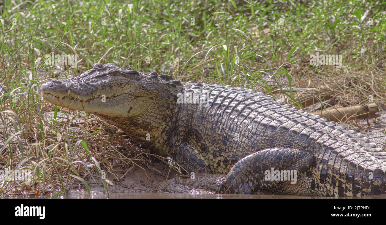 Basking croc; Close up of a crocodile; crocodile jaws; Crocodile with ...
