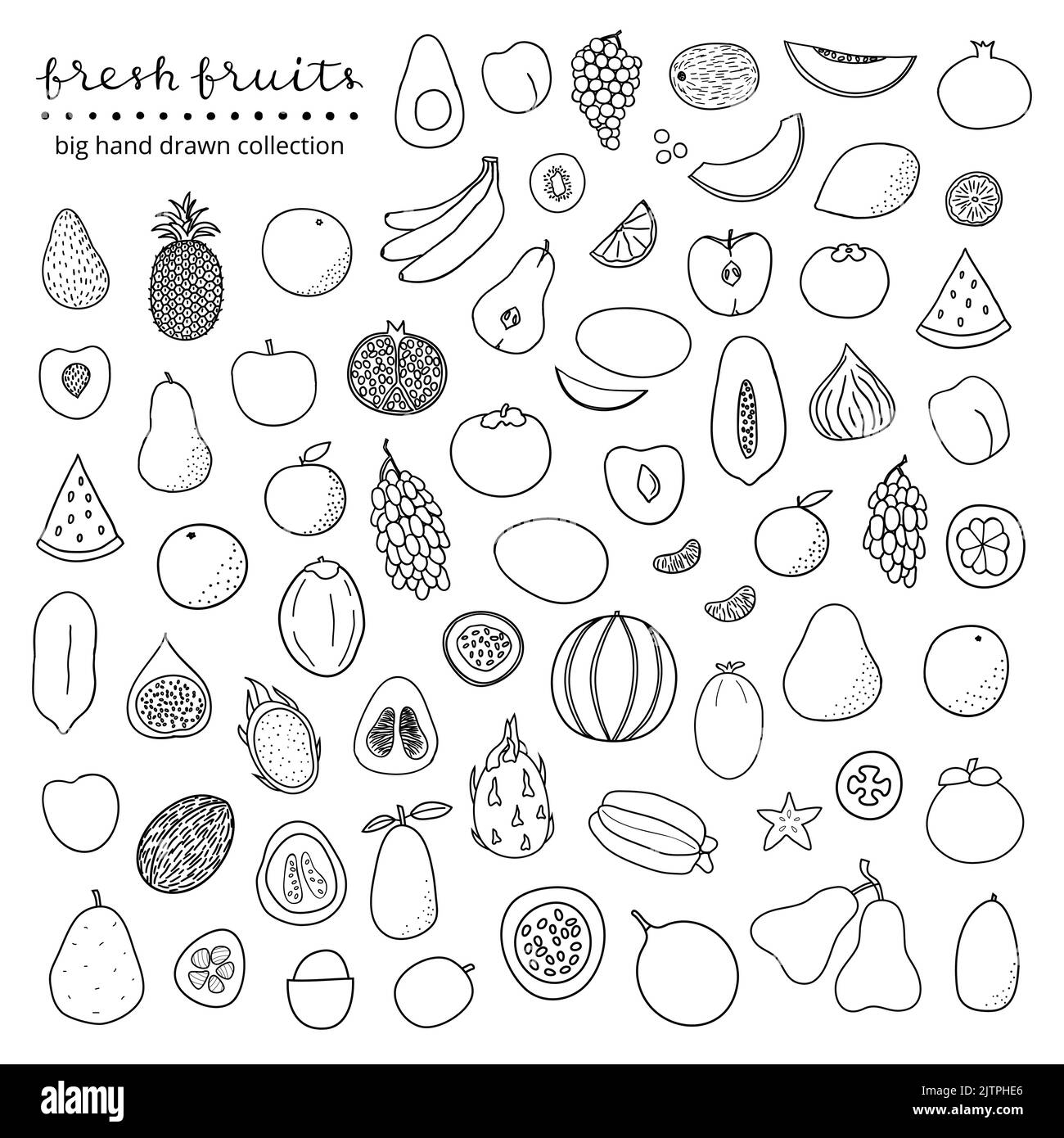 Big collection of hand drawn outline popular tropical and temperate ...