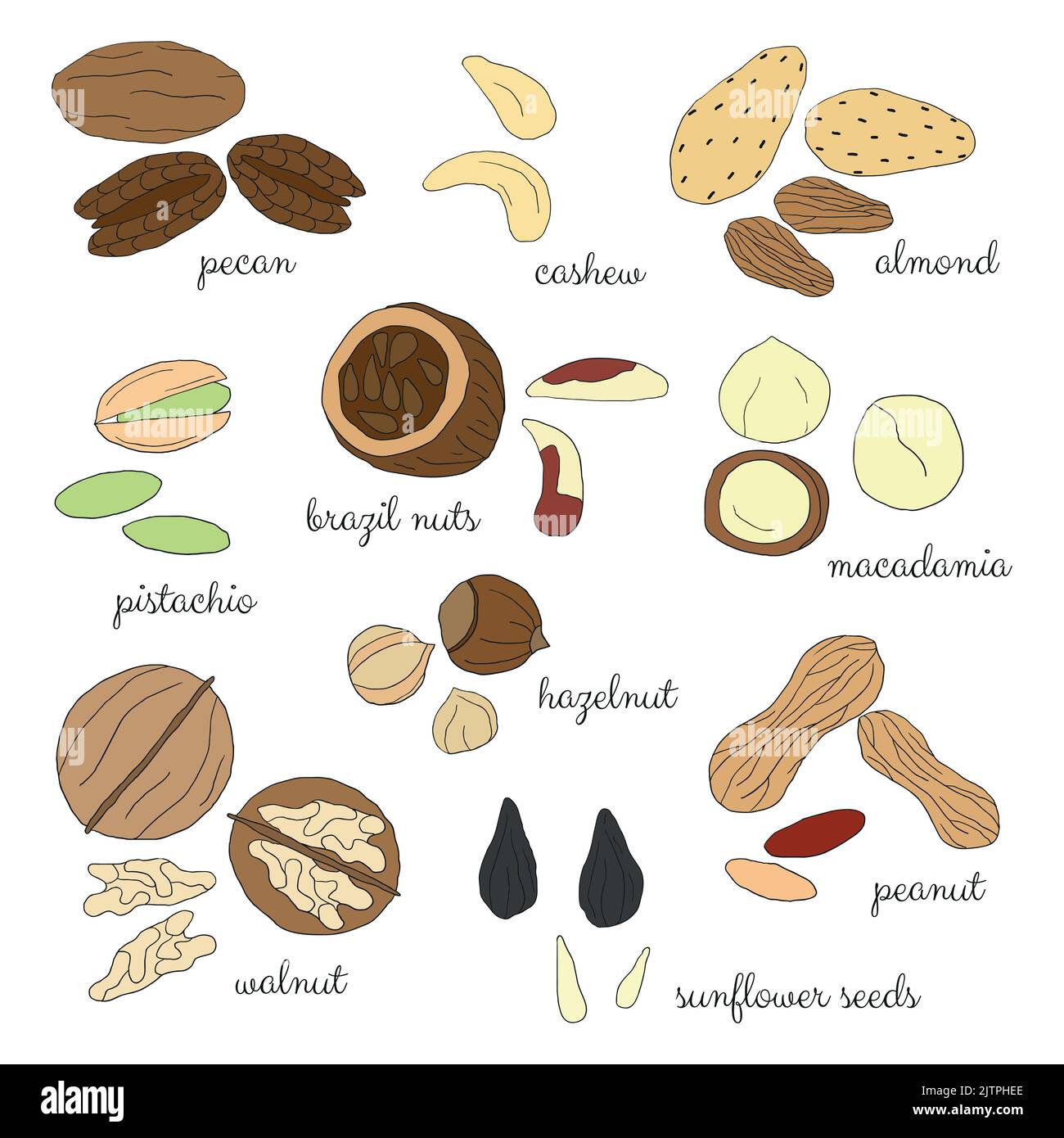 Set of hand drawn colored nuts isolated on white background Stock ...