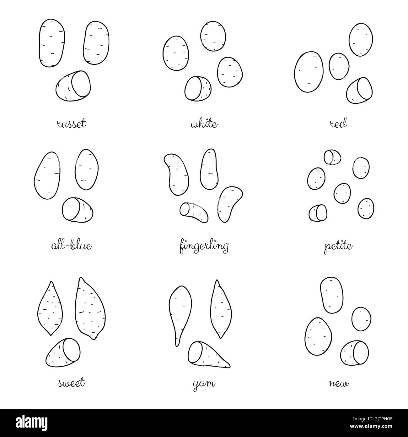 Different potato varieties isolated on white background. Hand drawn ...