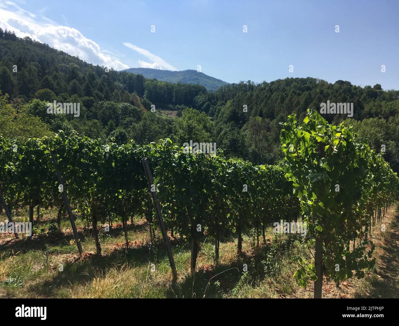 Blaue beere hi-res stock photography and images - Alamy