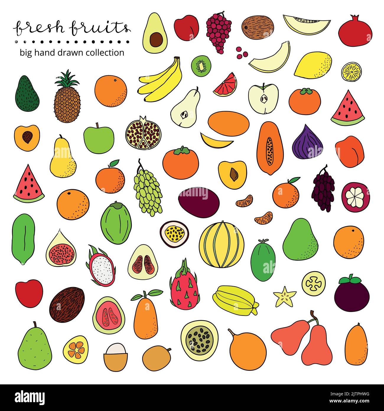 Big collection of hand drawn colored popular tropical and temperate ...