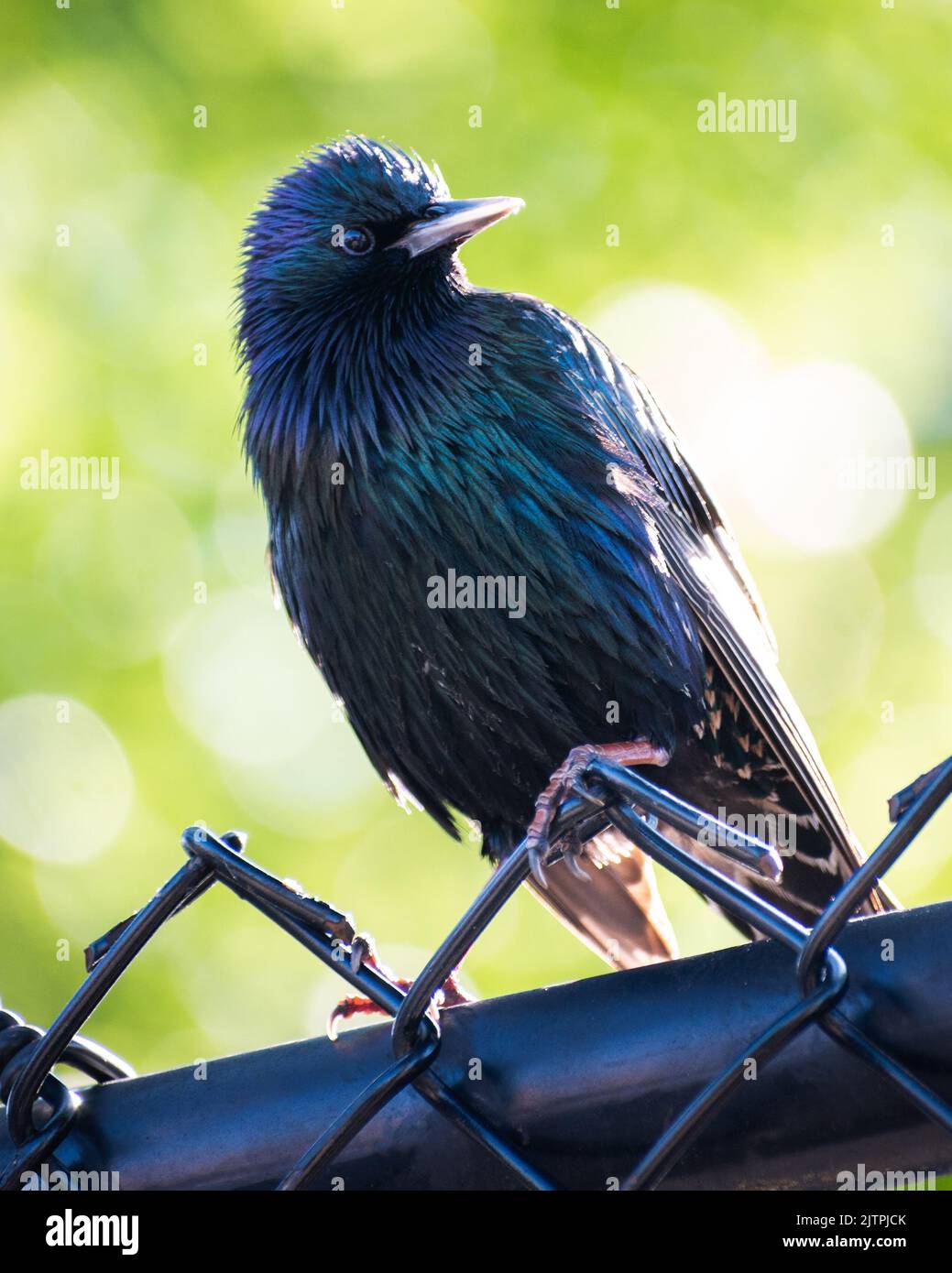 A vertical shot of Common starling looking to the right while perched ...