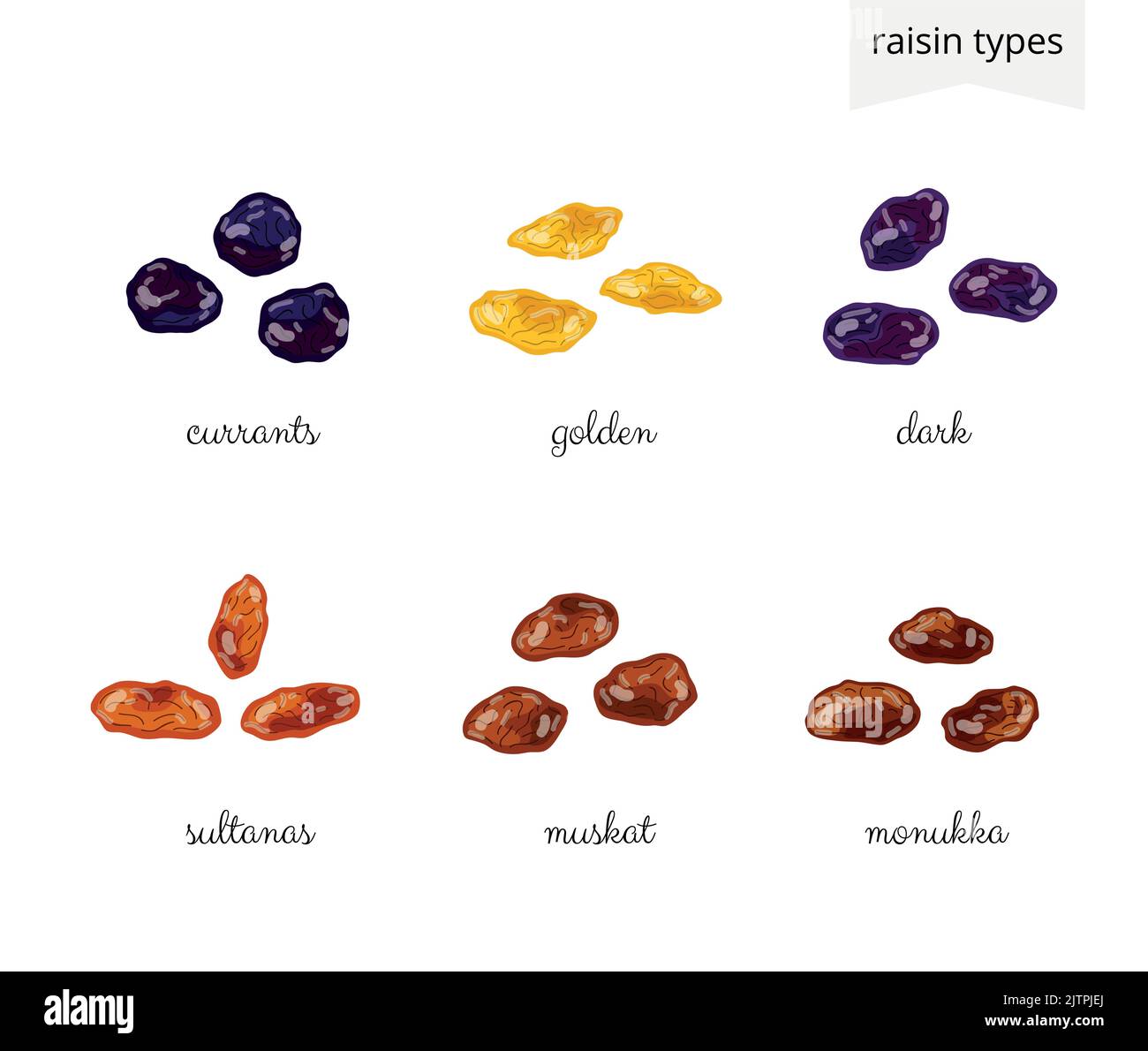 Collection of different cartoon raisin varieties isolated on white background with names Stock ...
