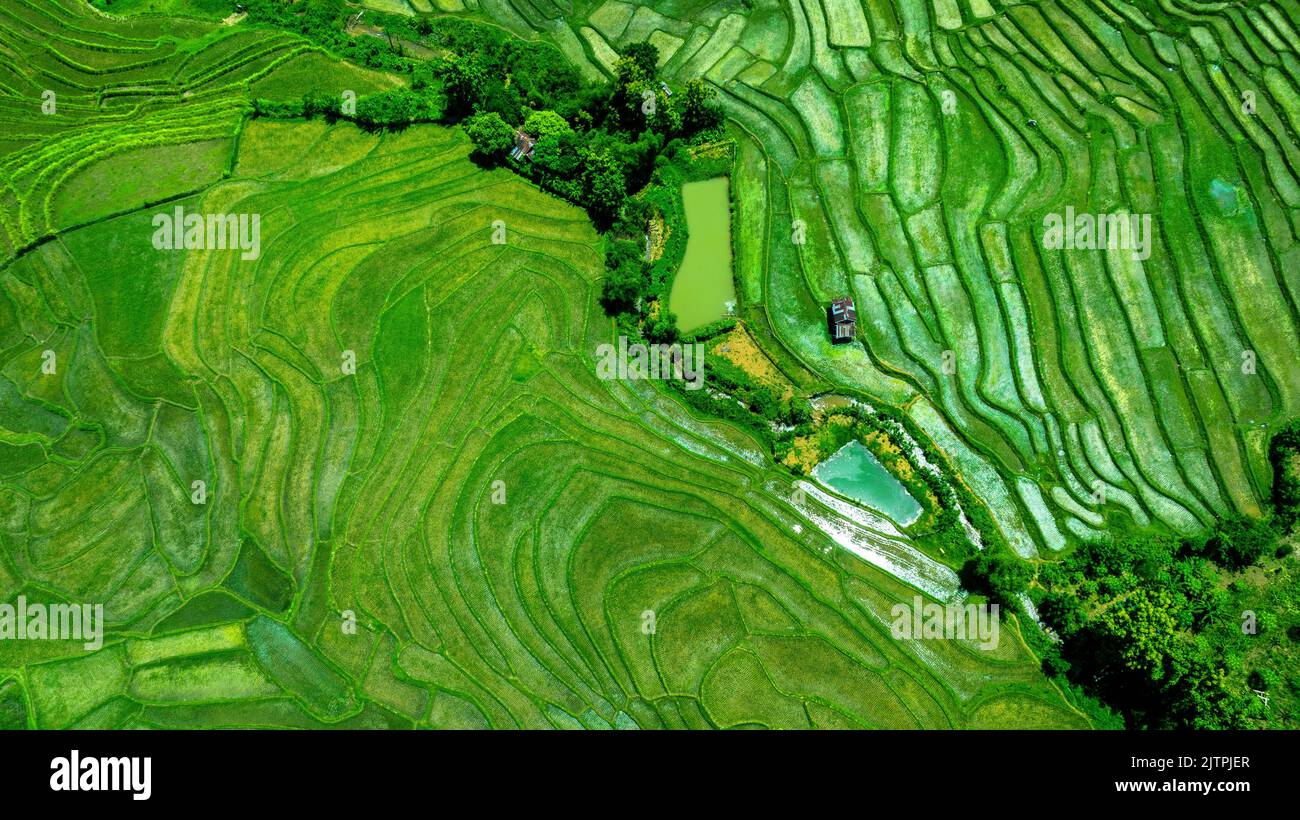 Laos rice terrace hi-res stock photography and images - Alamy