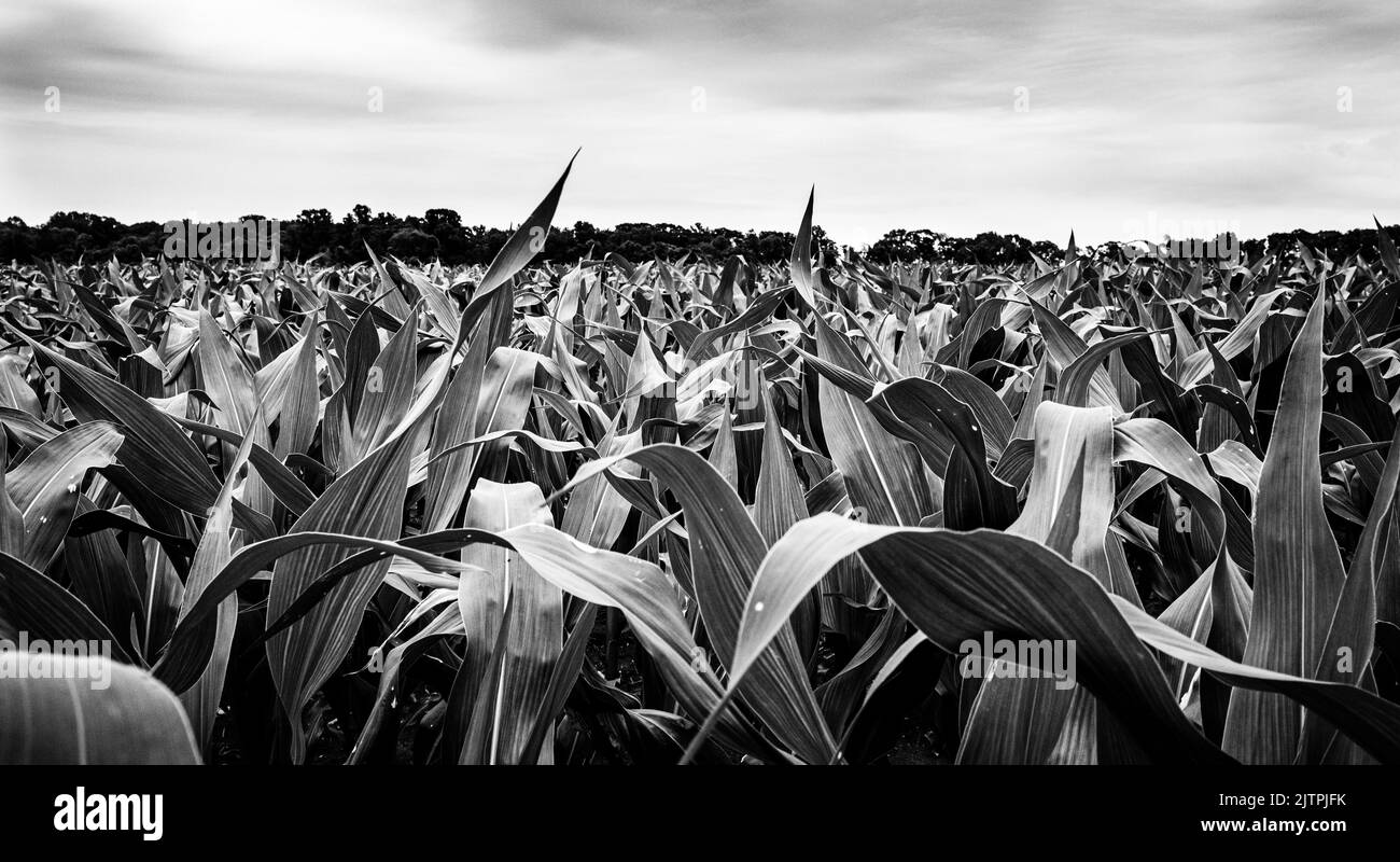 Seed corn harvest Black and White Stock Photos & Images - Alamy