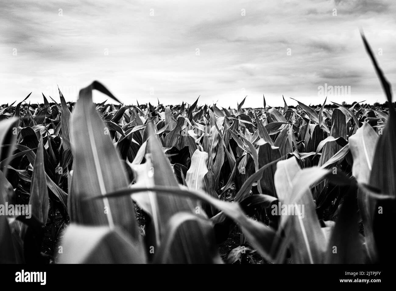 Rural corn field Black and White Stock Photos & Images - Alamy