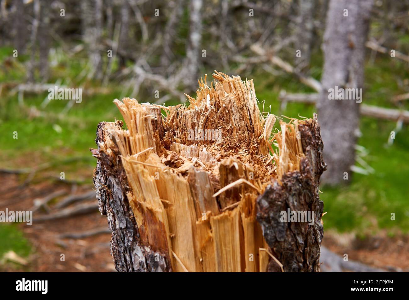 The close-up view of a tree cut - broken wood under the sunlight Stock ...