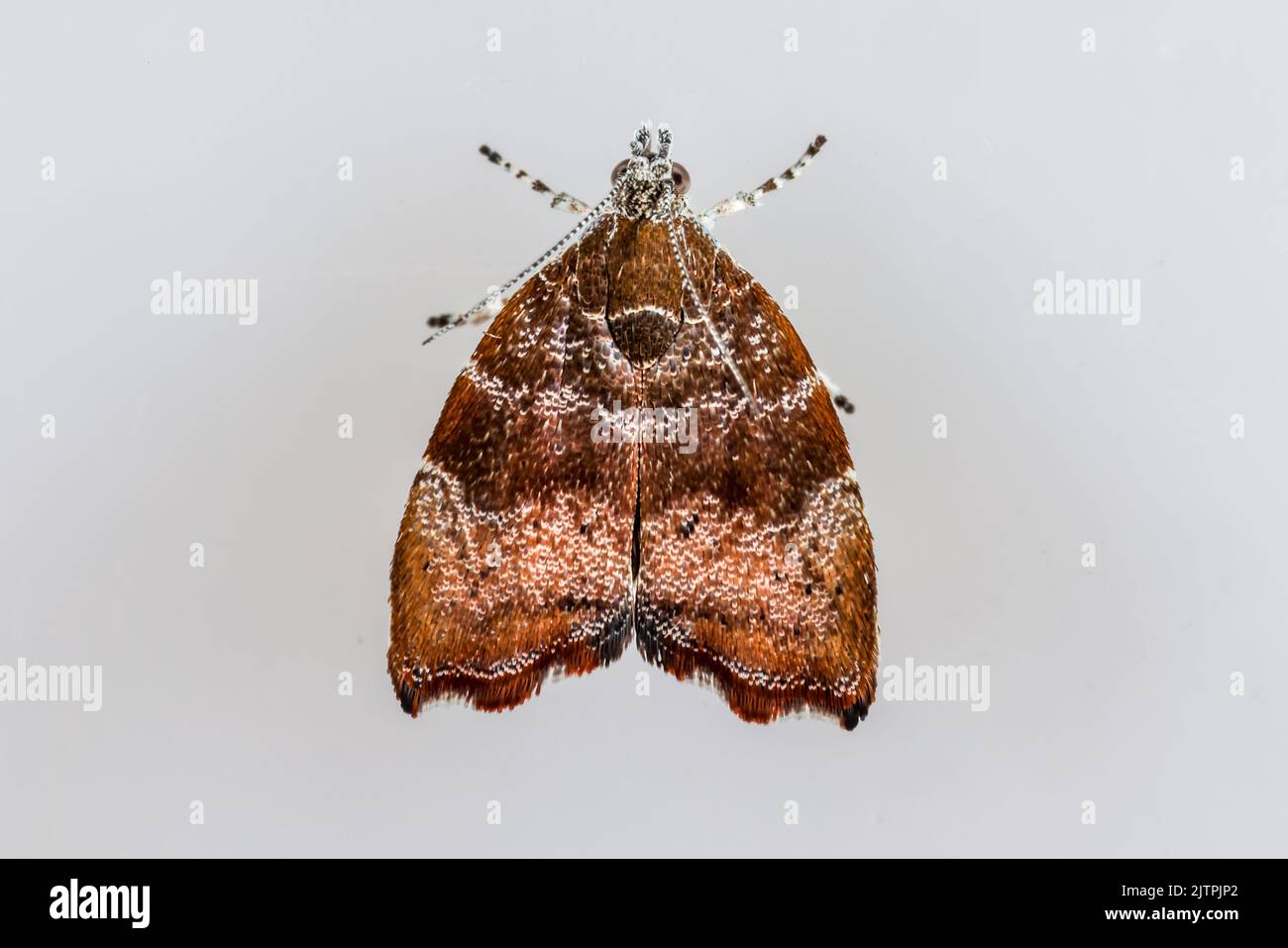 Fig-leaf Skeletonizer (Choreutis nemorana) - adult moth on a neutral ...