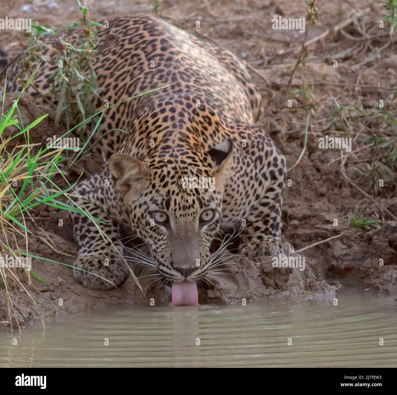 Leopard have a drink; leopard drinking water; leopard in Sri Lanka; Big ...