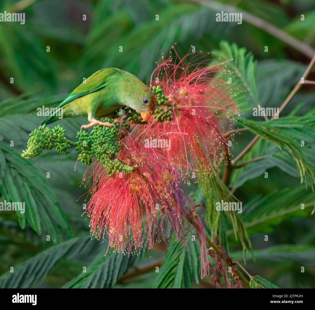 Parakeet feeding on nectar; Green parrot; hanging parakeet; bird ...
