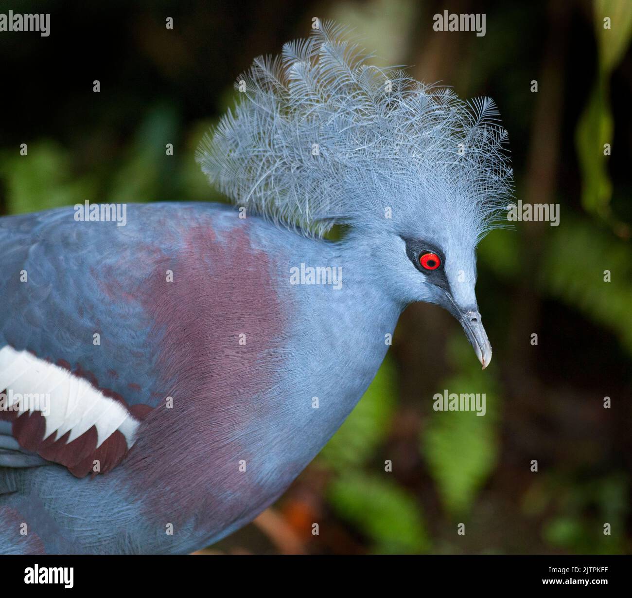 Victoria crowned pigeon (Goura victoria) portrait Stock Photo - Alamy