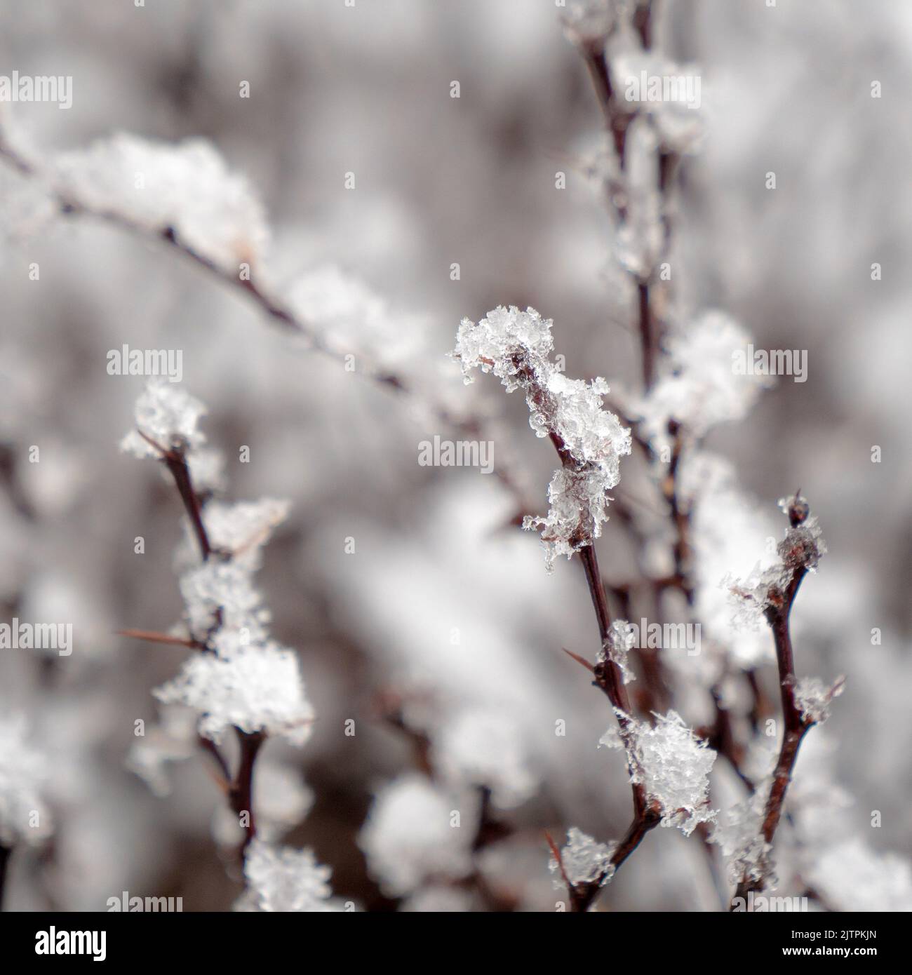 A vertical closeup of frozen tree branches Stock Photo - Alamy