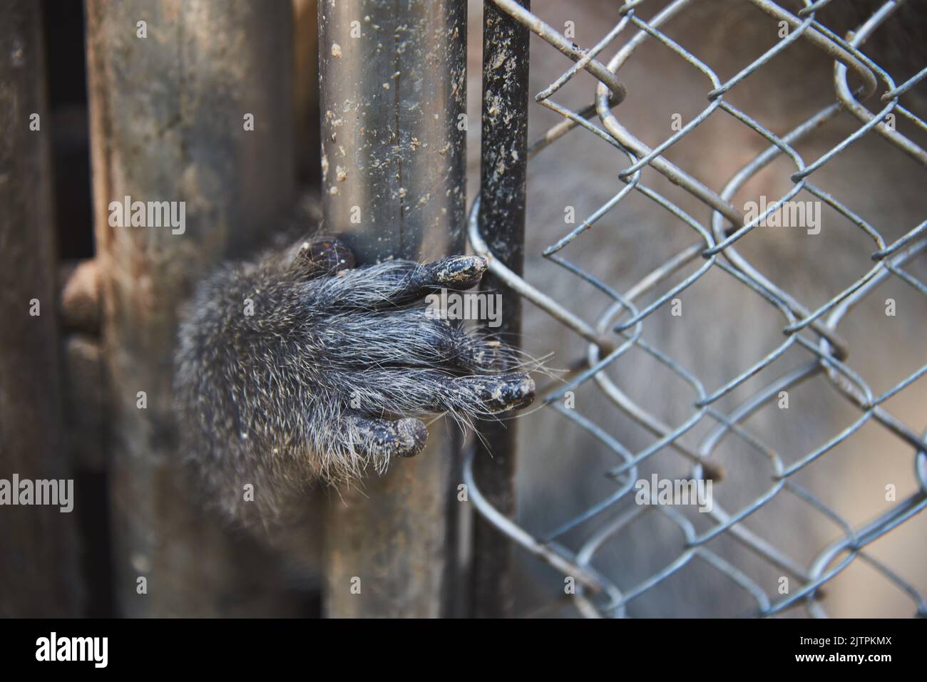 A monkey in a cage at the zoo. Focus on the monkey's paw stuck in the ...