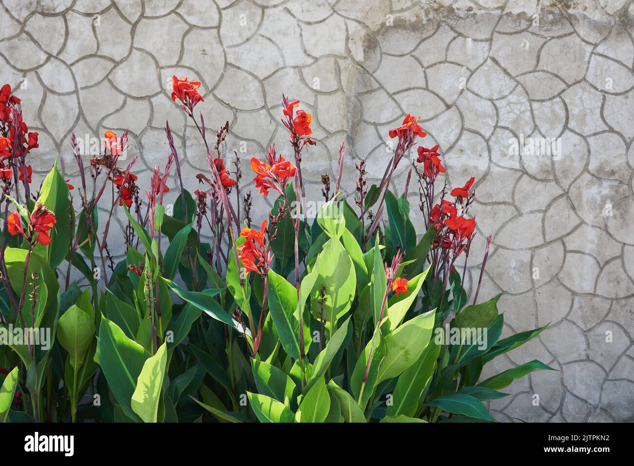 Bright red canna flowers on the background of a white stone wall ...