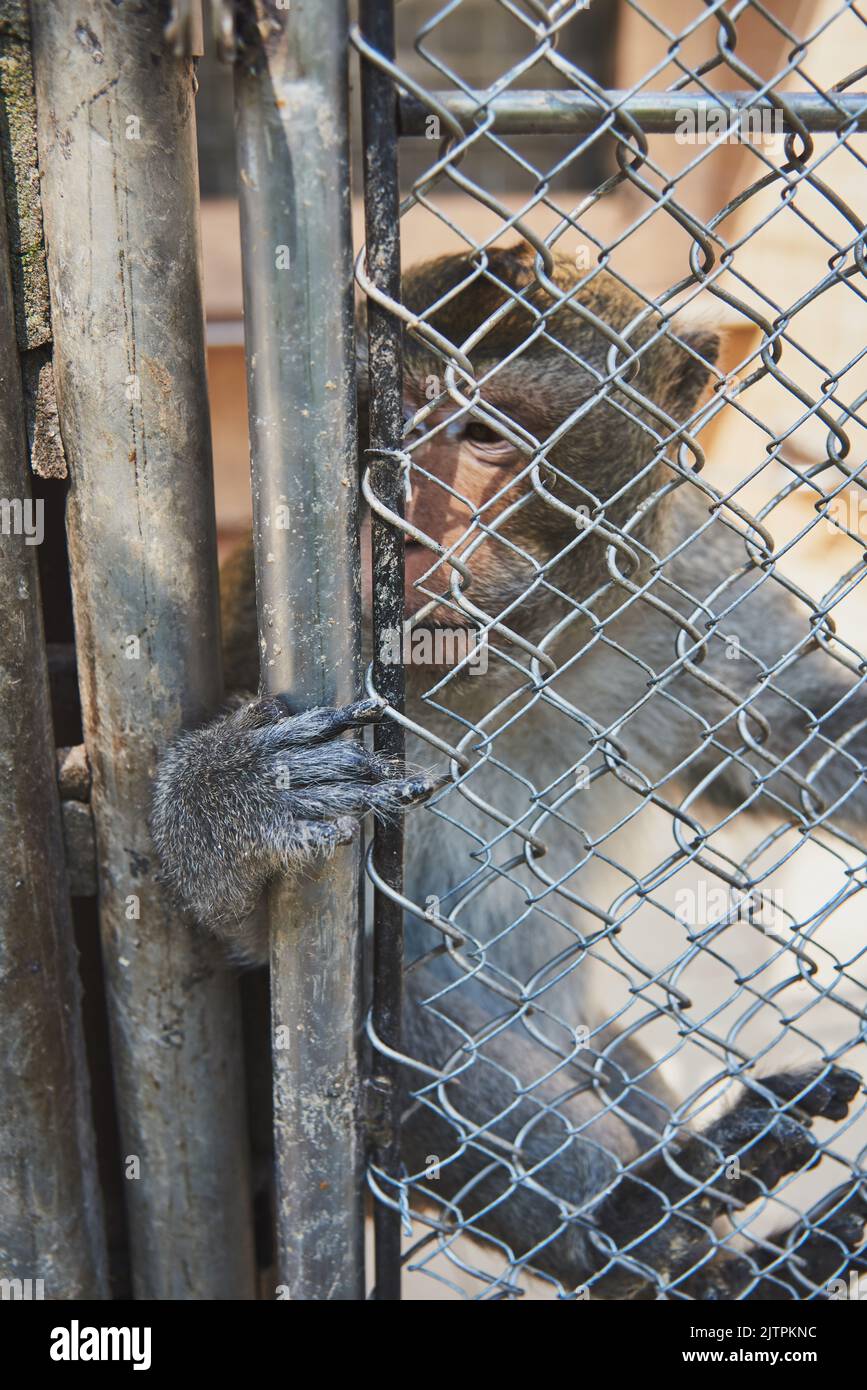 A monkey in a cage at the zoo. Focus on the monkey's paw stuck in the ...