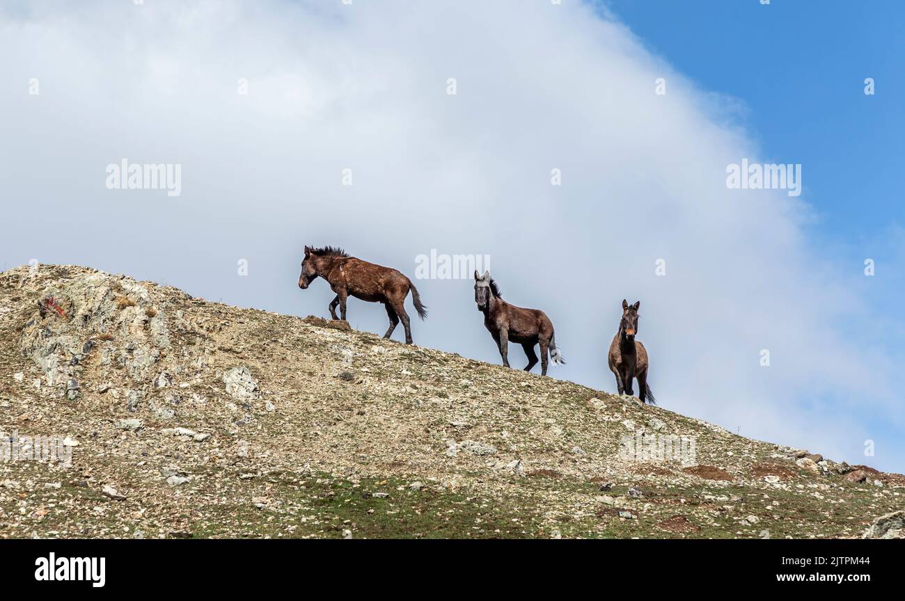 Free horses that are normally domesticated but become wild over time ...