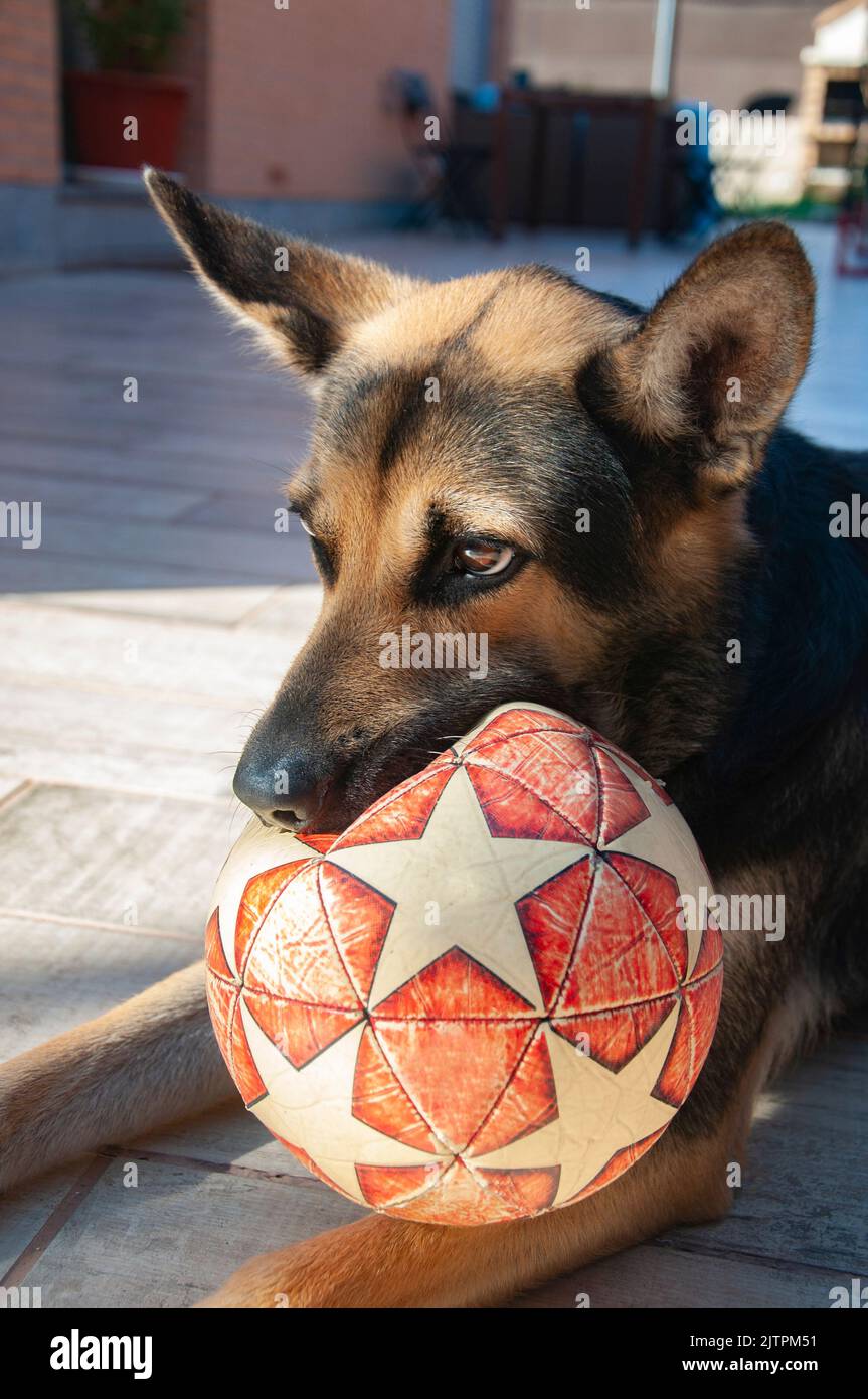 Cute dog sitting in the garden while playing toy ball. Pet biting a ...