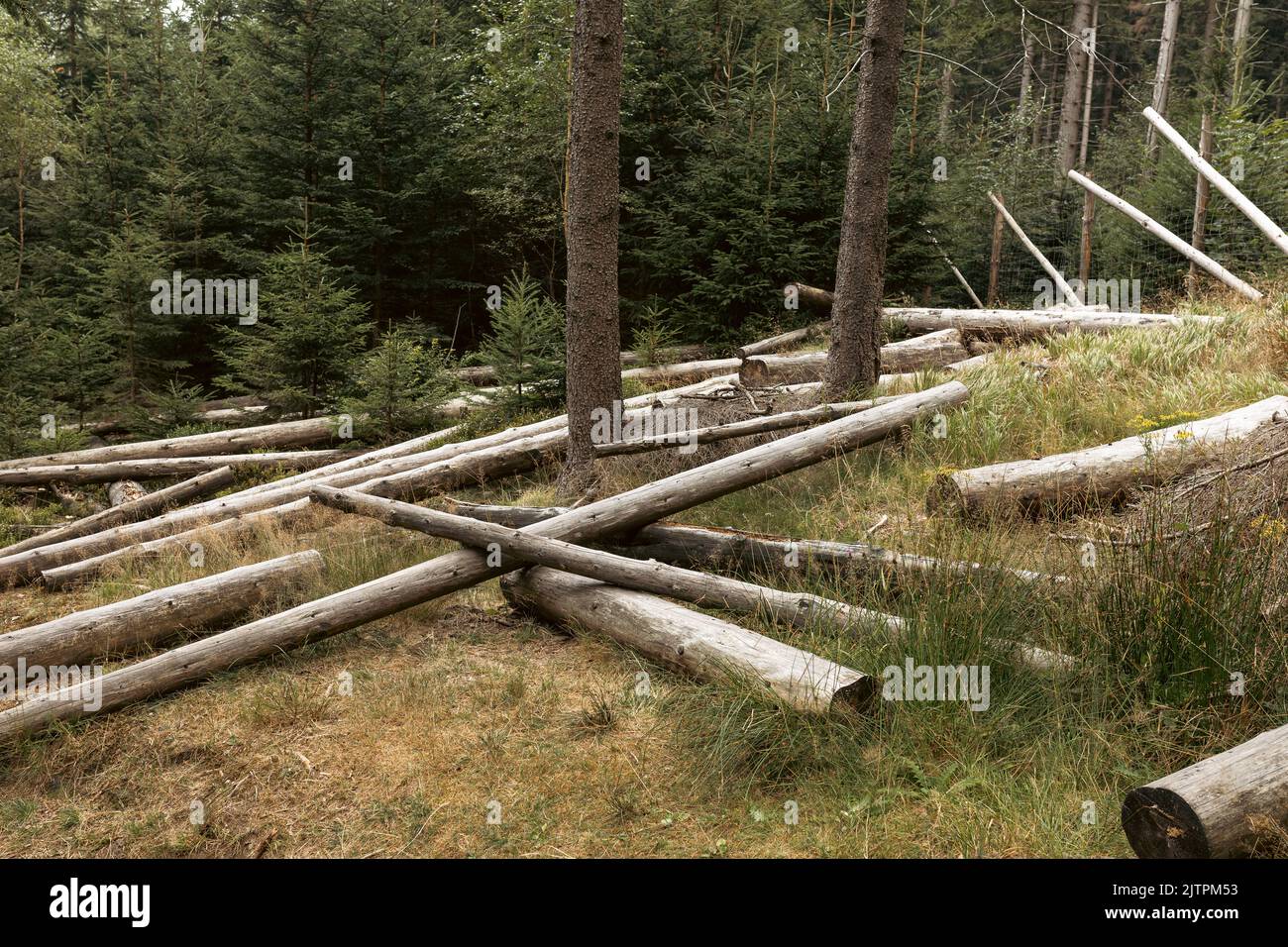 Cut tree logs on a hillside, Karkonosze mountains Stock Photo - Alamy