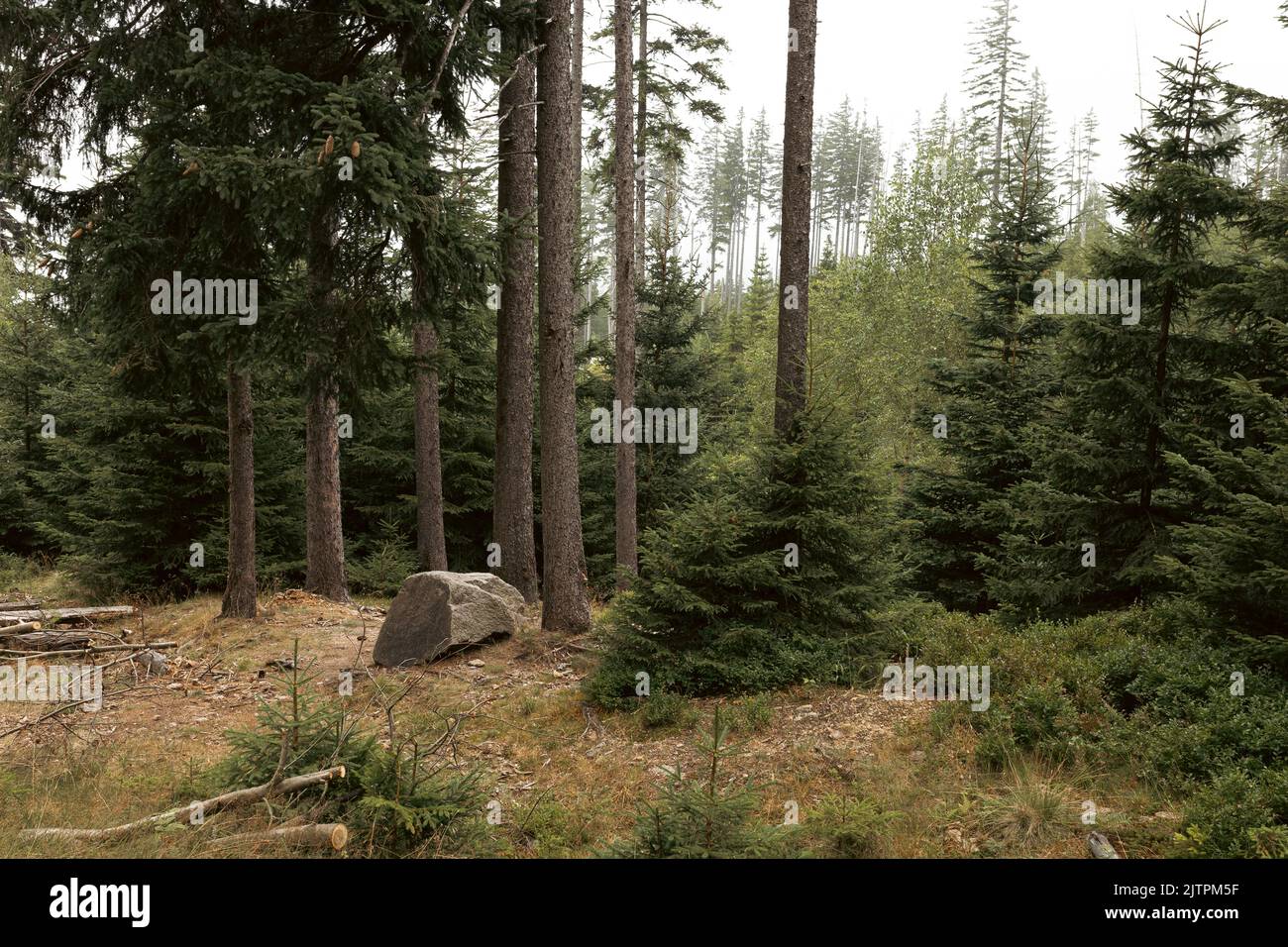 Pine forest on a hillside, Karkonosze mountains Stock Photo - Alamy