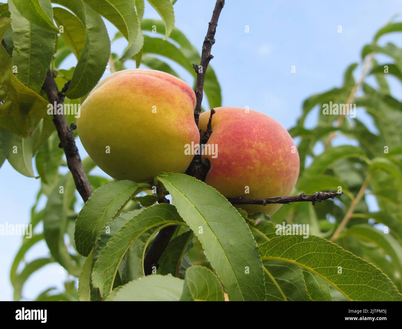 Juicy peach hanging on tree hi-res stock photography and images - Alamy