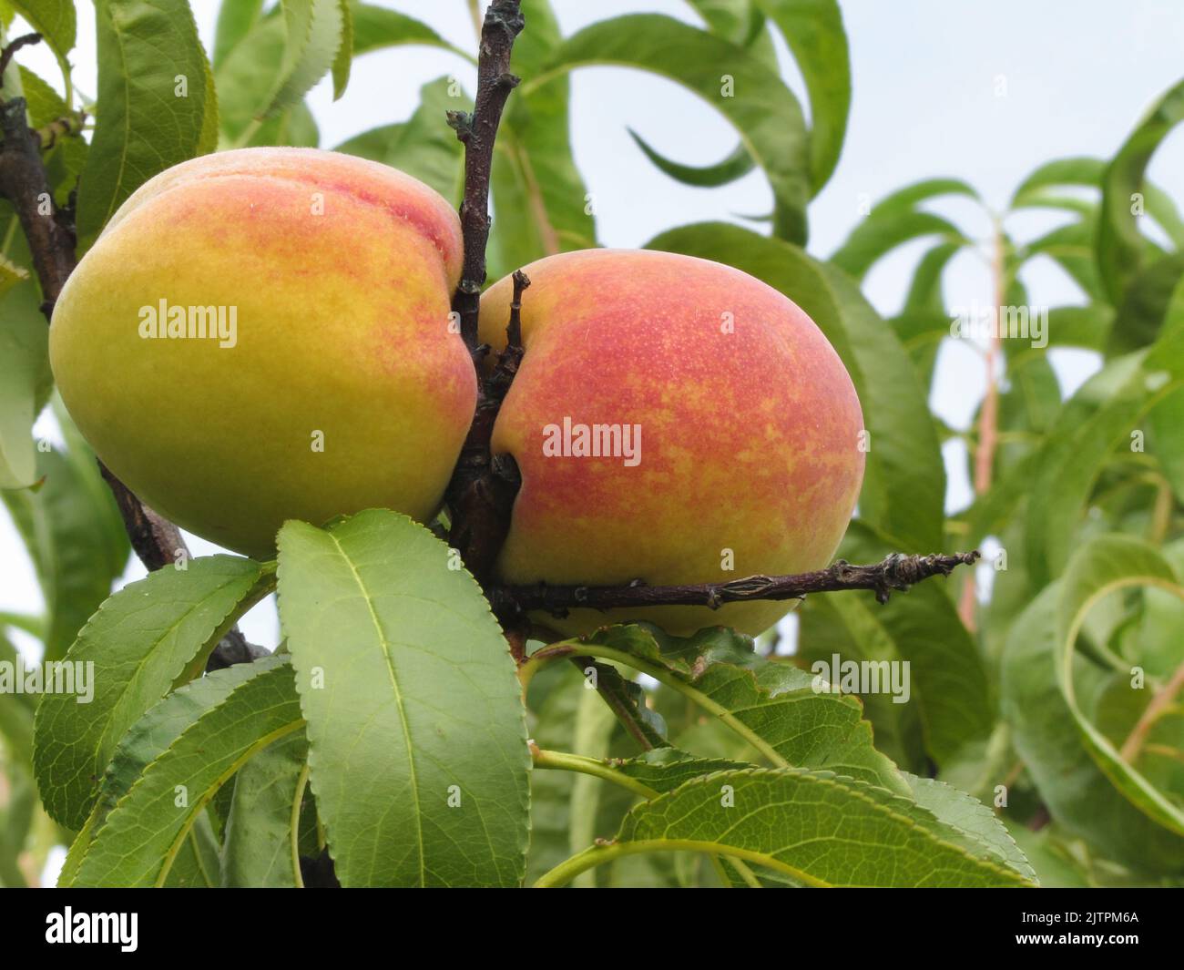 Peaches tree tuscany hi-res stock photography and images - Alamy