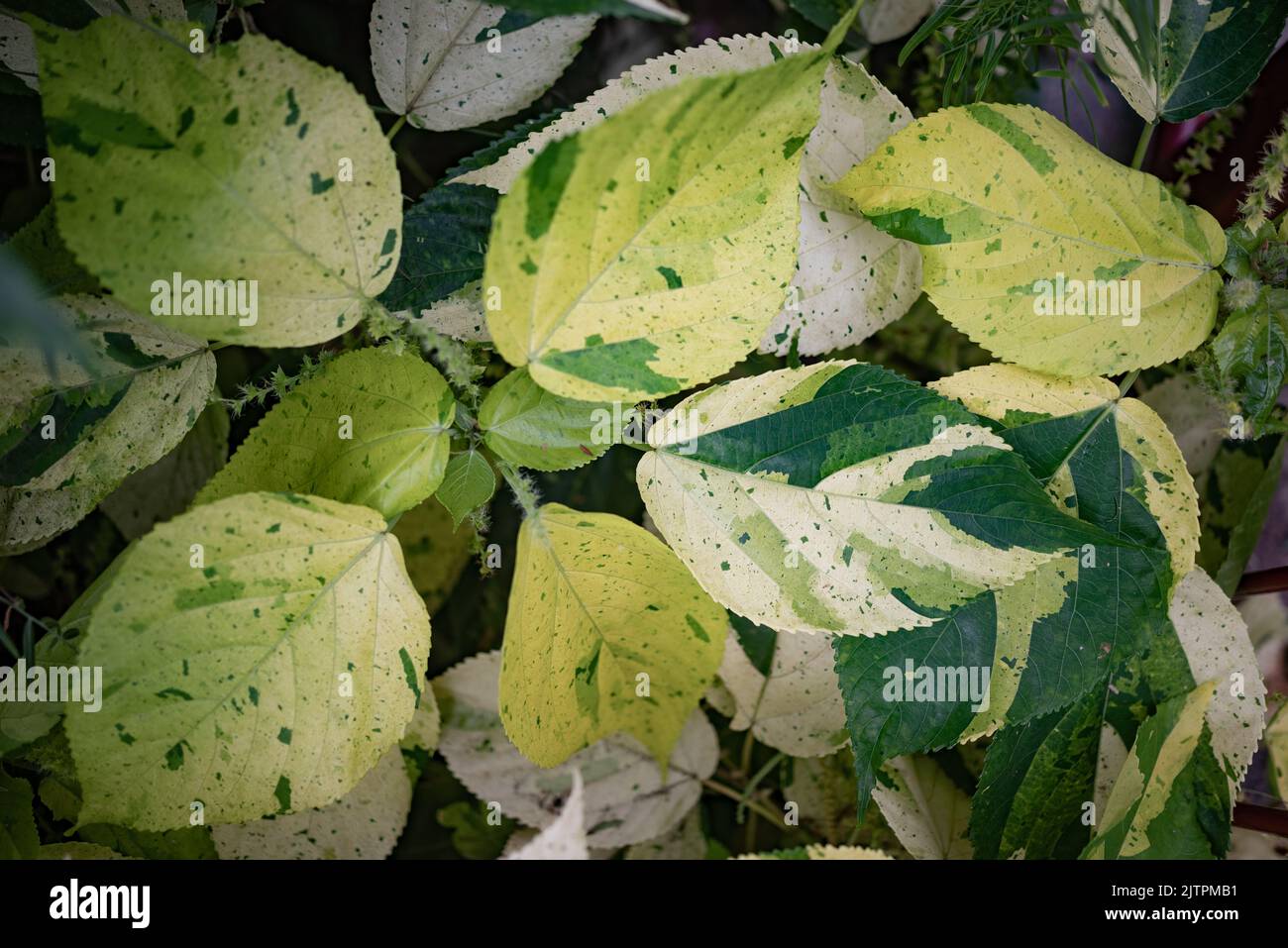 Leaves background of white and green variety of Copper Leaf named Java ...