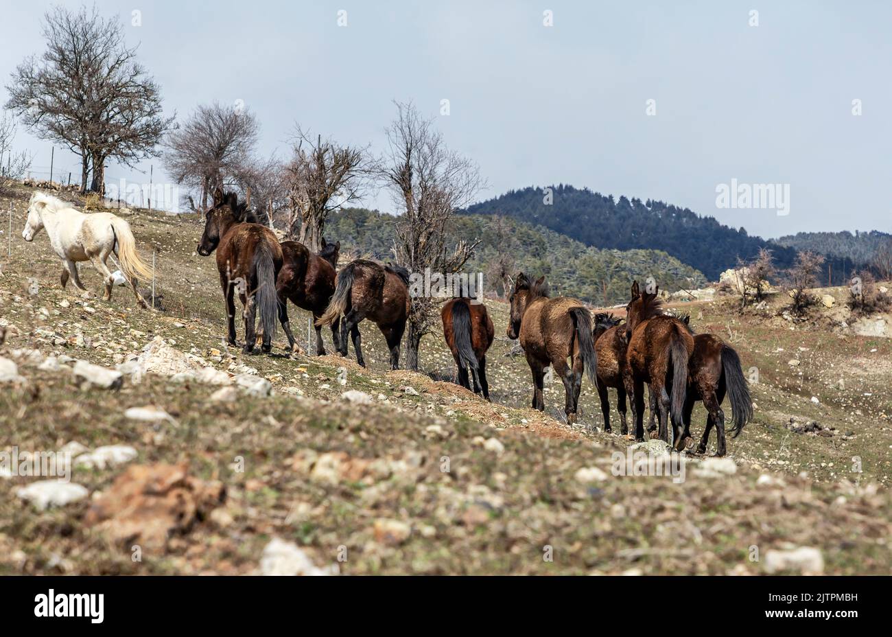 Free horses that are normally domesticated but become wild over time ...