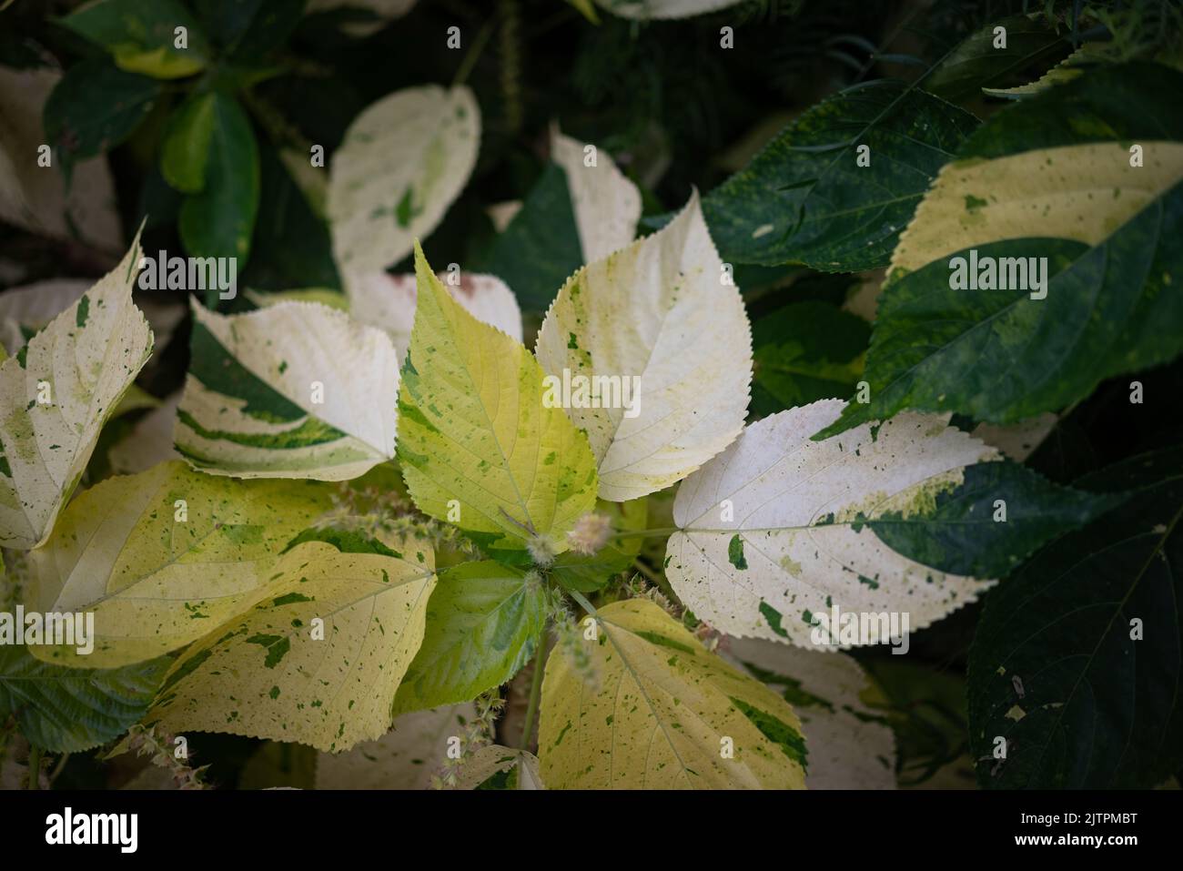 Leaves background of white and green variety of Copper Leaf named Java ...
