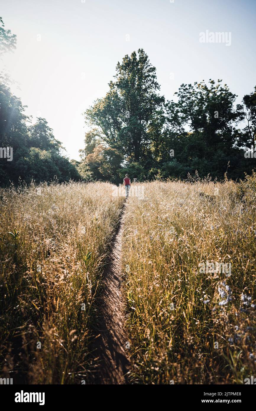 A beautiful shot of a path trodden in a wild meadow Stock Photo - Alamy