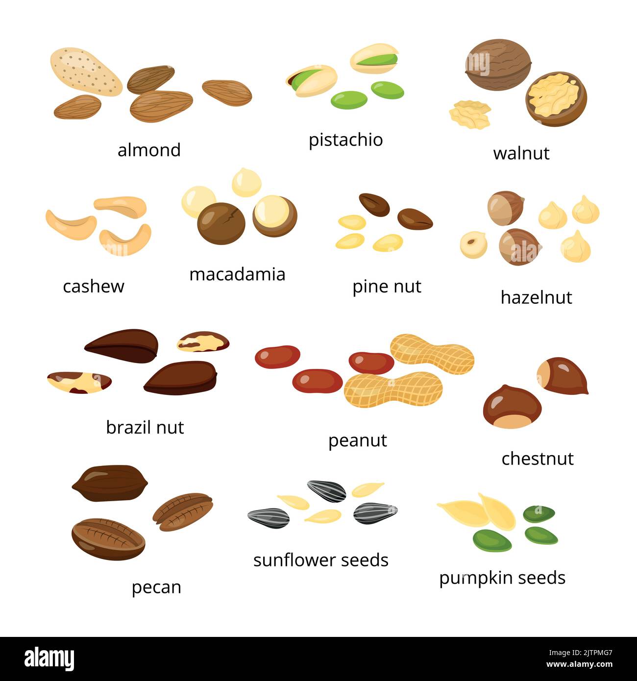 Collection of different cartoon nuts isolated on white background Stock ...