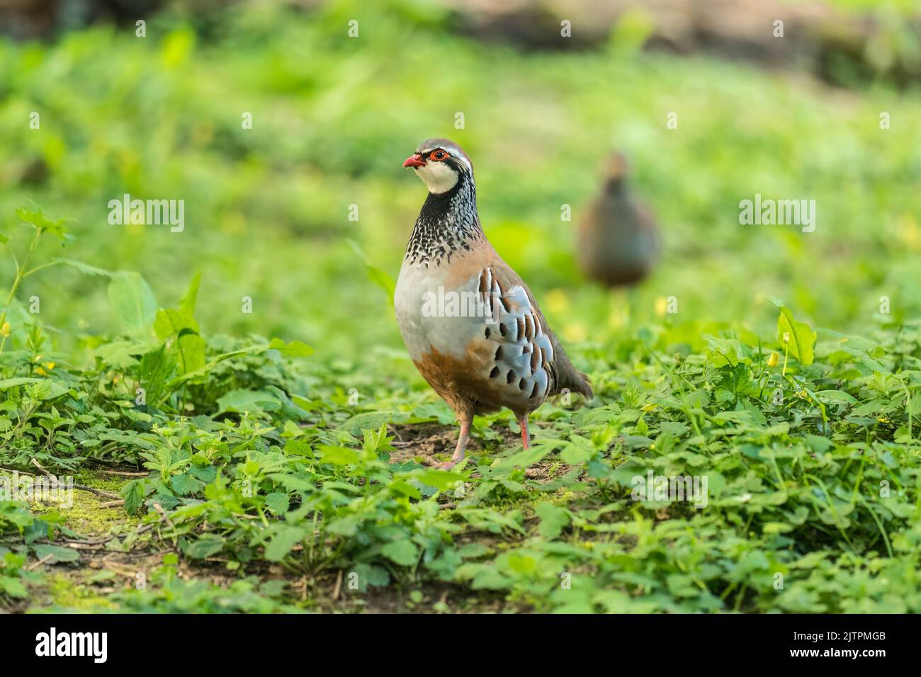 Red-legged partridge (Alectoris rufa) on a nature reserve in the ...