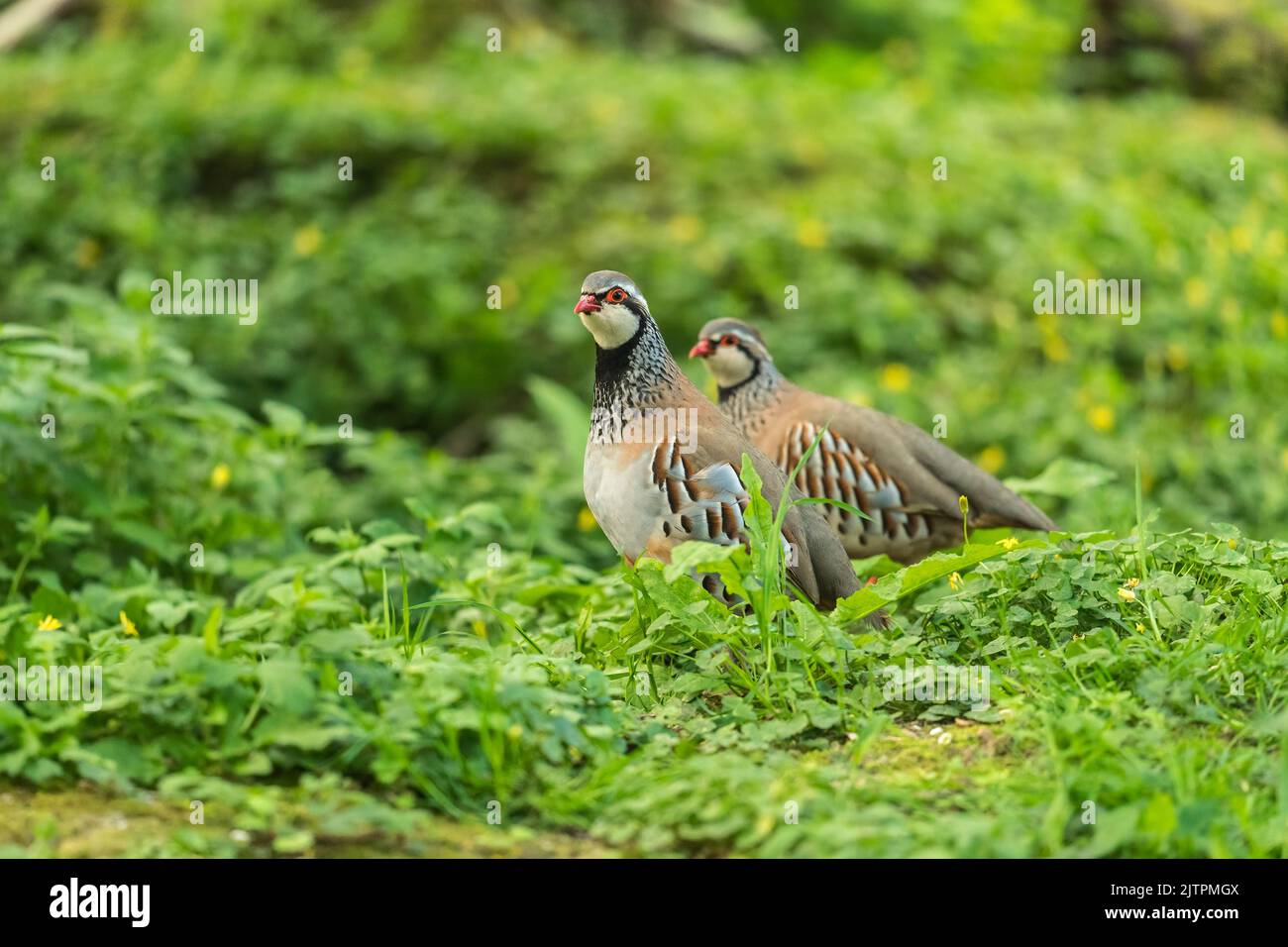 Red-legged partridge (Alectoris rufa) on a nature reserve in the ...