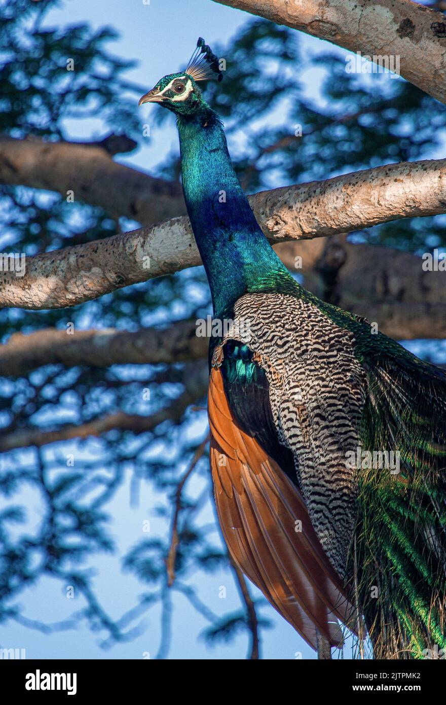 Peacock Glowing Blue Peacock Shinning Peacock Peacock Dancing
