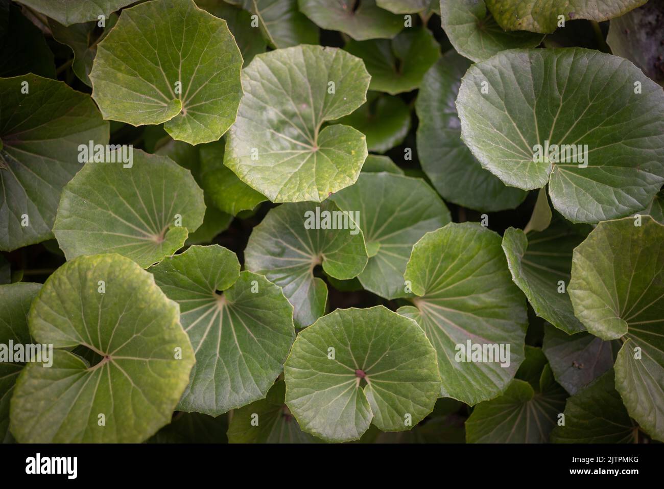 Mostly blurred large round leaves background of leopard plant Stock ...