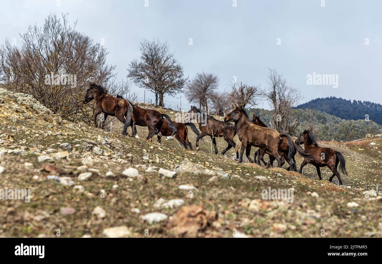 Free horses that are normally domesticated but become wild over time ...