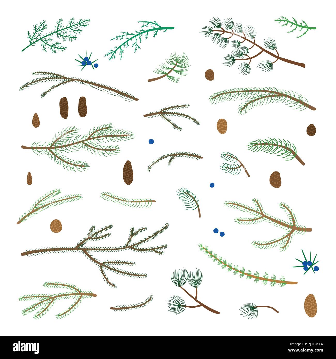 Collection of hand drawn coniferous fir, pine, cedar, juniper branches ...