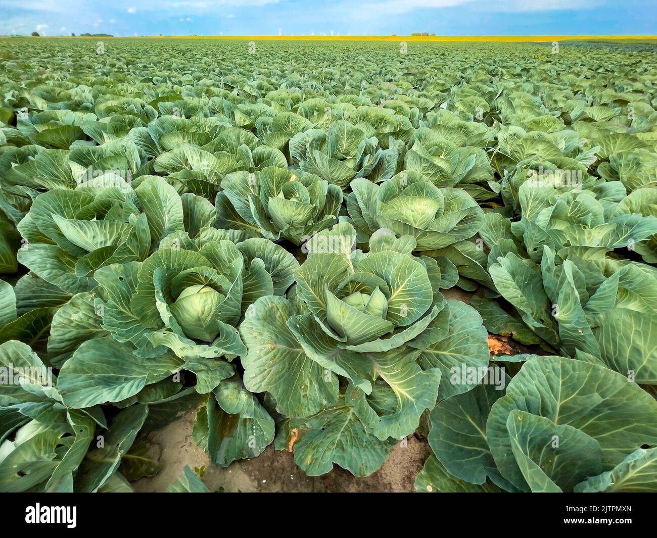 Agricultural field with many white cabbage plants. In the background is ...