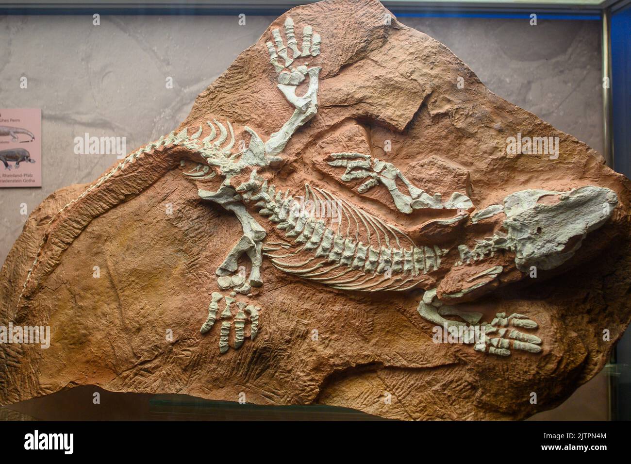 Magdeburg, Germany. 01st Sep, 2022. The cast of the skeleton of a ...