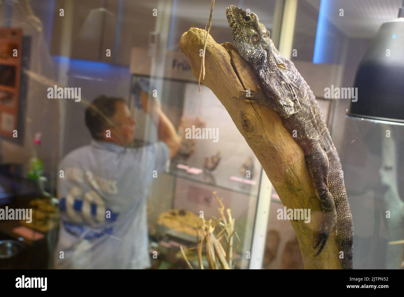 Mammendorf, Germany. 19th Aug, 2020. An iguana sits in a display case ...