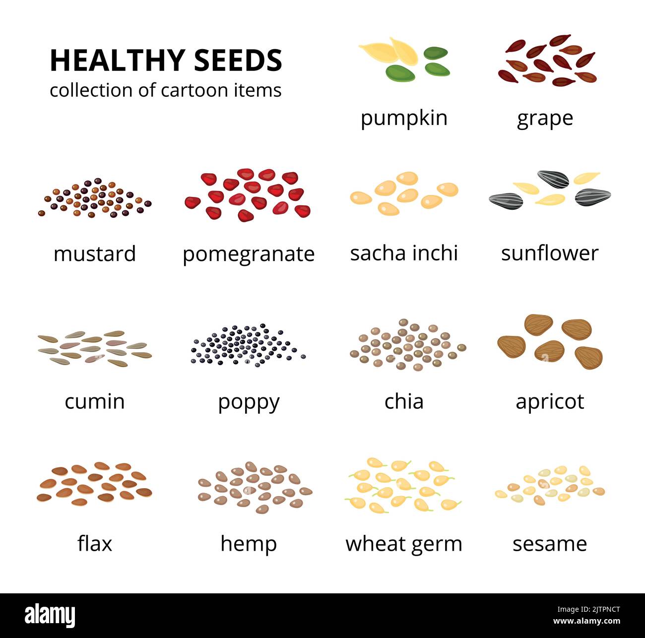 Different kinds of healthy seeds in cartoon style with names isolated ...