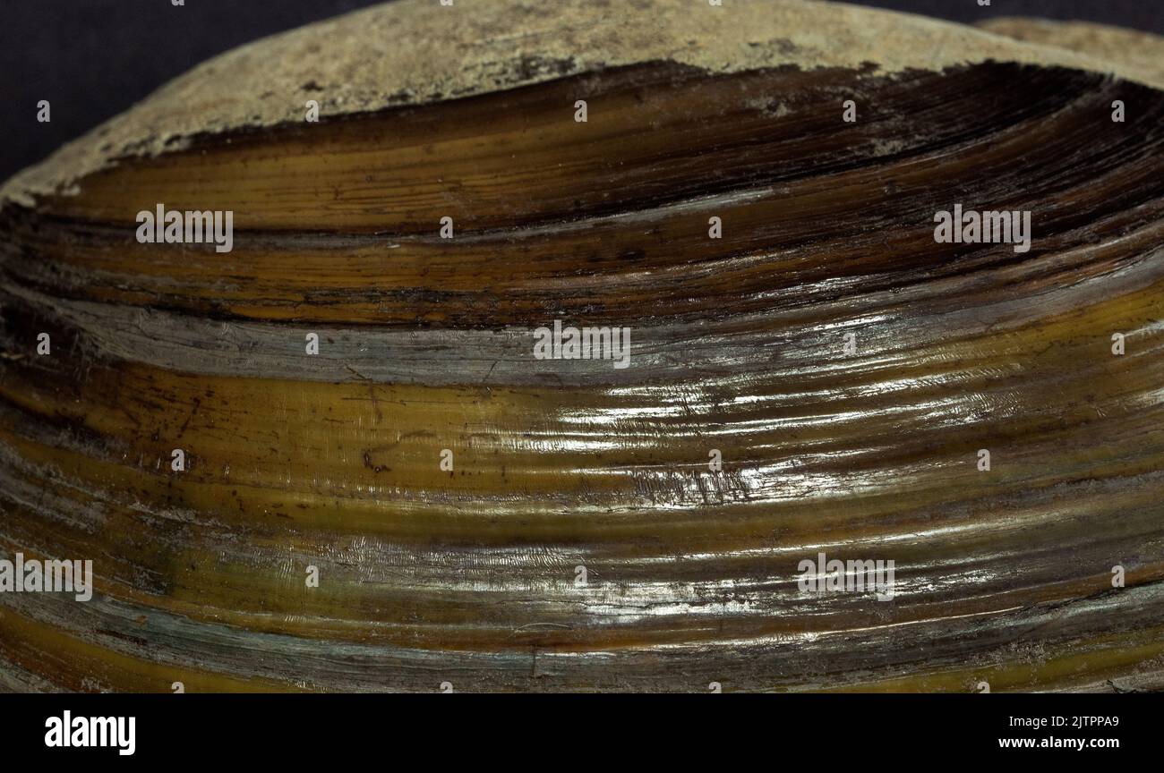 The ridges on the shell of a Swan Mussel show periods of growth. The ...
