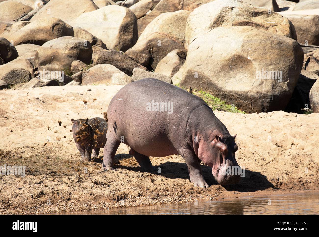 A cow Hippo scatters her dung before entering the water. This behaviour ...
