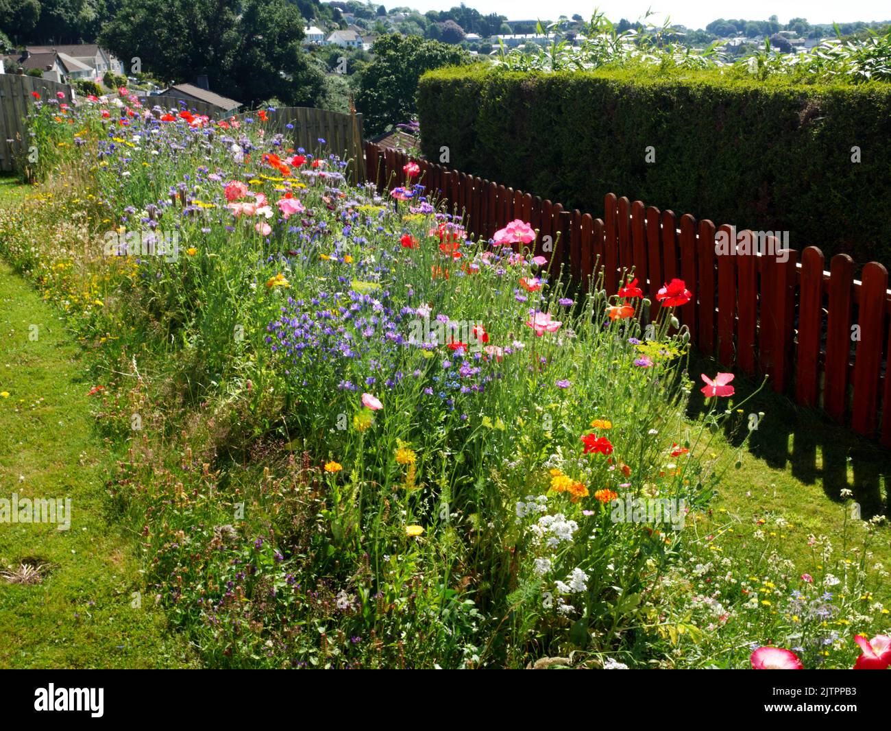 Pollinator patch in suburban garden Stock Photo - Alamy