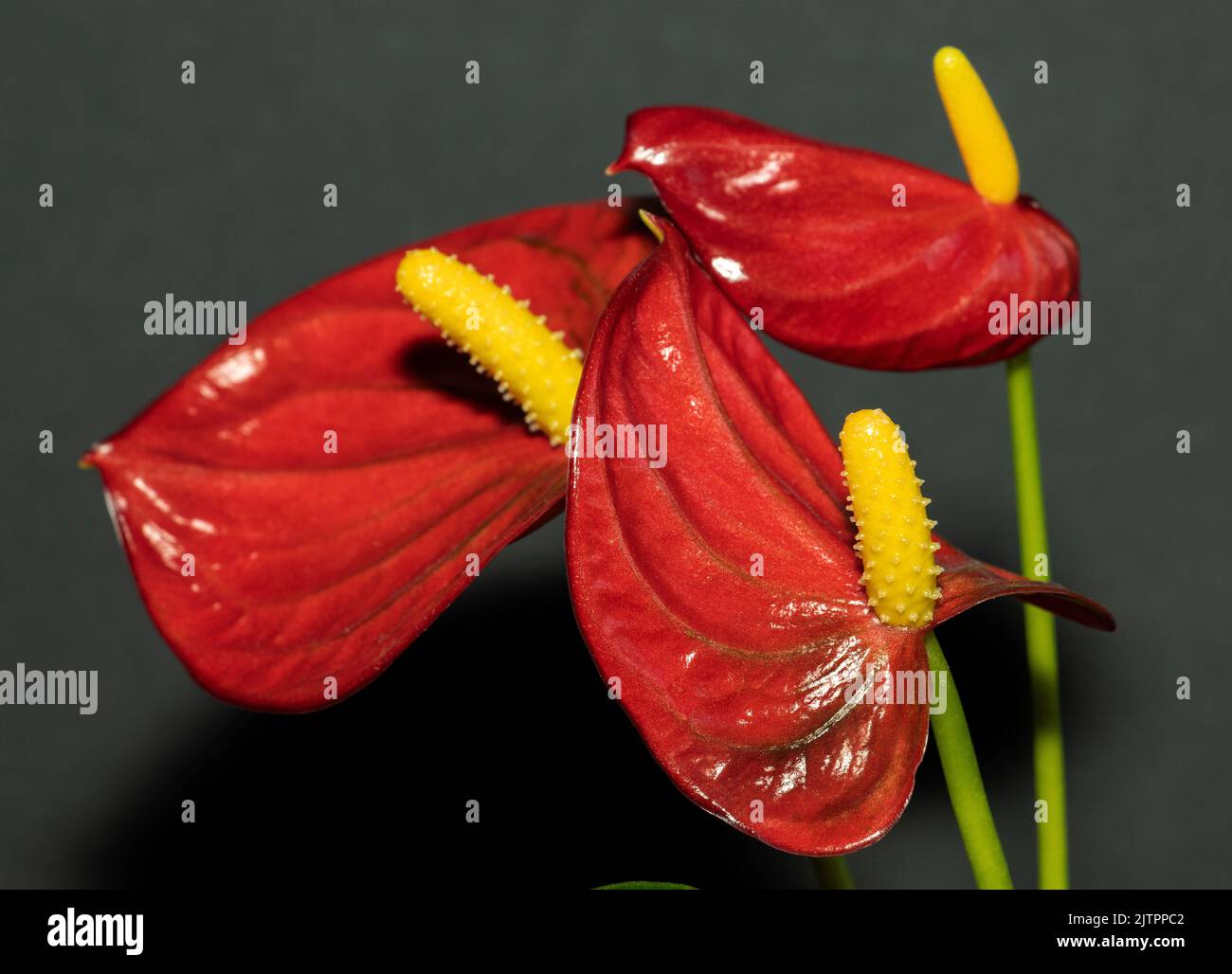 The vivid bloom of the Laceleaf makes it a popular indoor plant. The ...