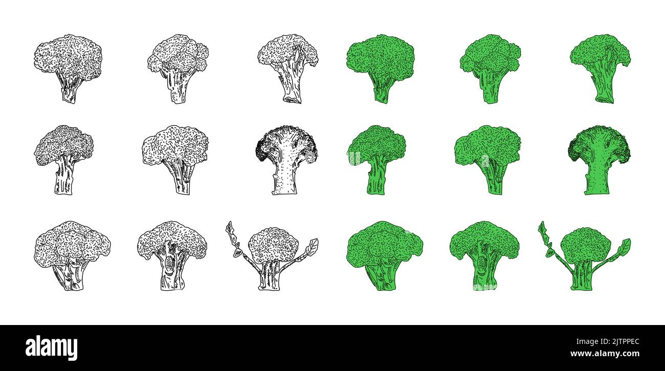 Broccoli hand drawn vector illustrations. Farm market product ...