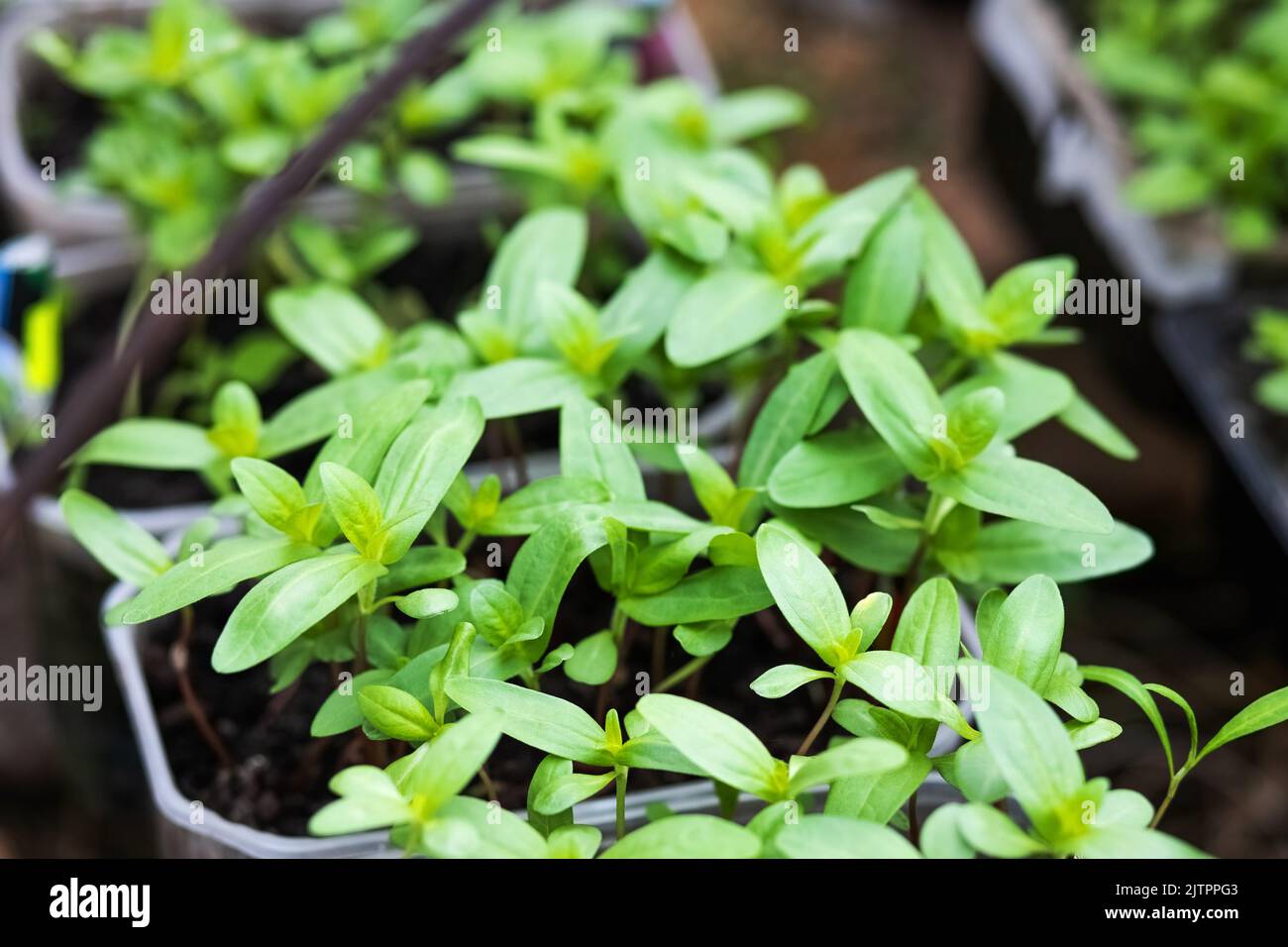 Spring seedlings of tsinia flowers in a box for planting on a flower ...